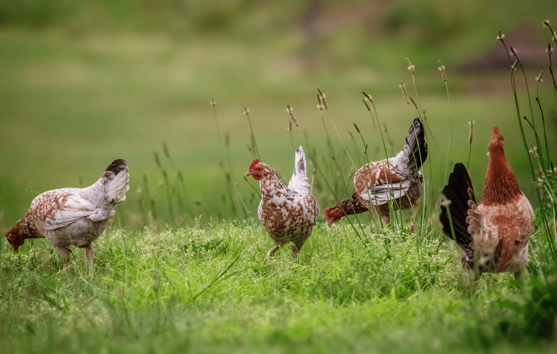 Why Chlorinated Chicken Should Make You Think Twice - Clean Living Path